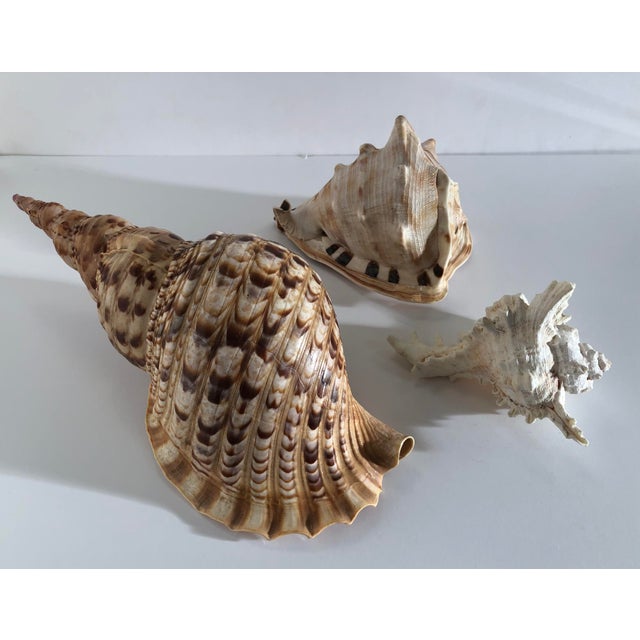 Trio Collection of Large Vintage Seashells on Iron Metal Displays ...