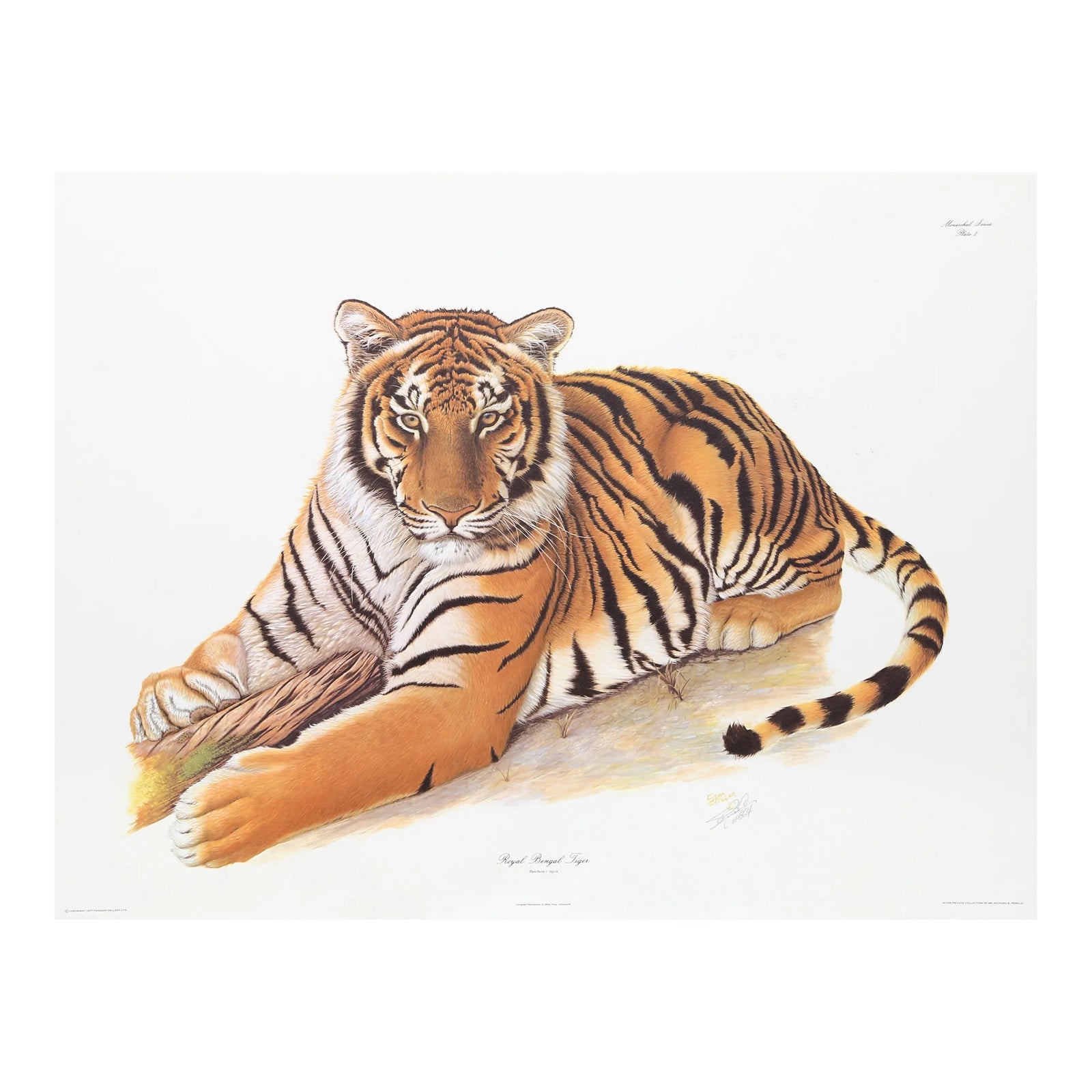 Bengal Tiger, Sean Bollar Lithograph, Signed in Pencil | Chairish