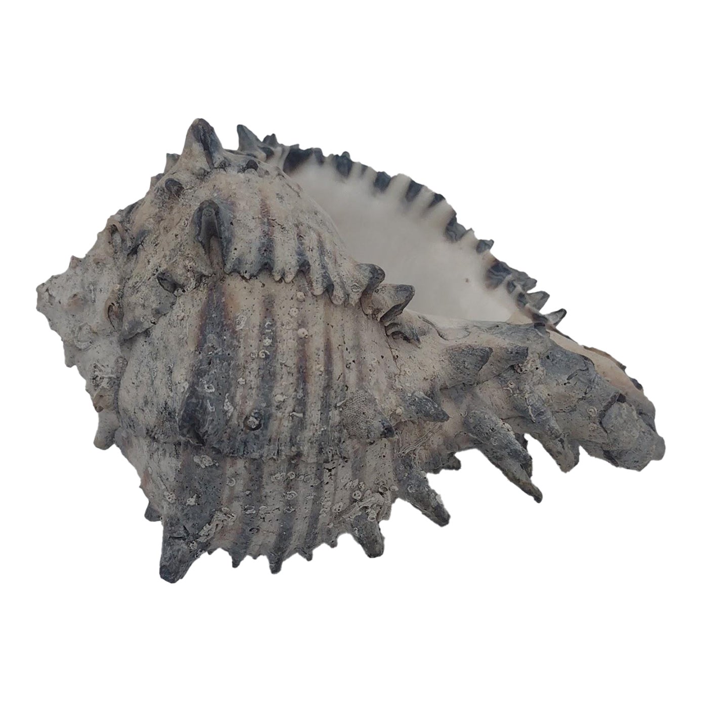 Vintage Spiny Murex Seashell – Textured Natural Decor Specimen | Chairish