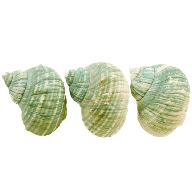Green Blue Turbo Shells – Set of 3 | Chairish