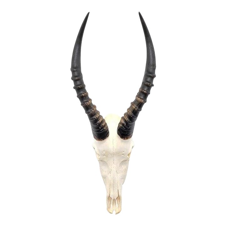 African Blesbok Horn - Full Skull | Chairish
