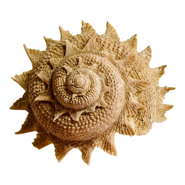 Unusual Shell Box | Chairish