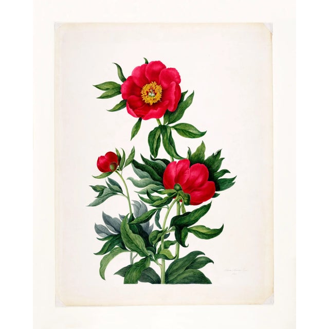 Victorian Botanical Prints - Set of 6 Peonies - 16" X 20" | Chairish