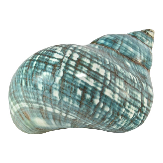 Nautical Aqua-Green Turbo Shell | Chairish