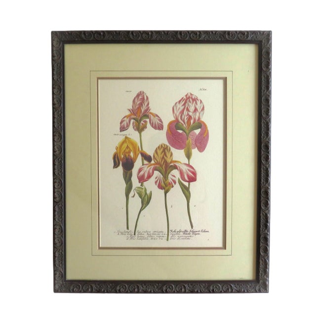 Set of 3 Botanical Lithograph Prints Tulips & Irises Floral Flowers ...
