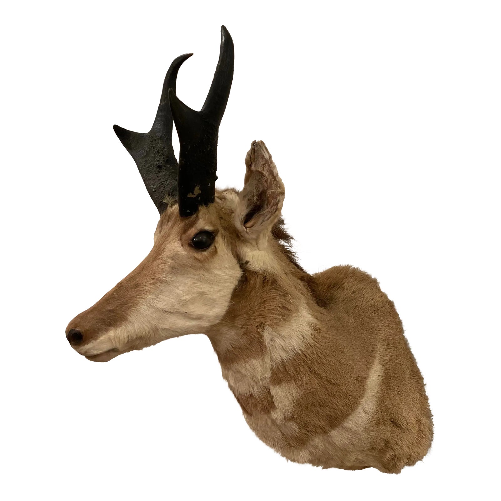 Mid-Century North American Pronghorn Antelope Buck Trophy Shoulder ...