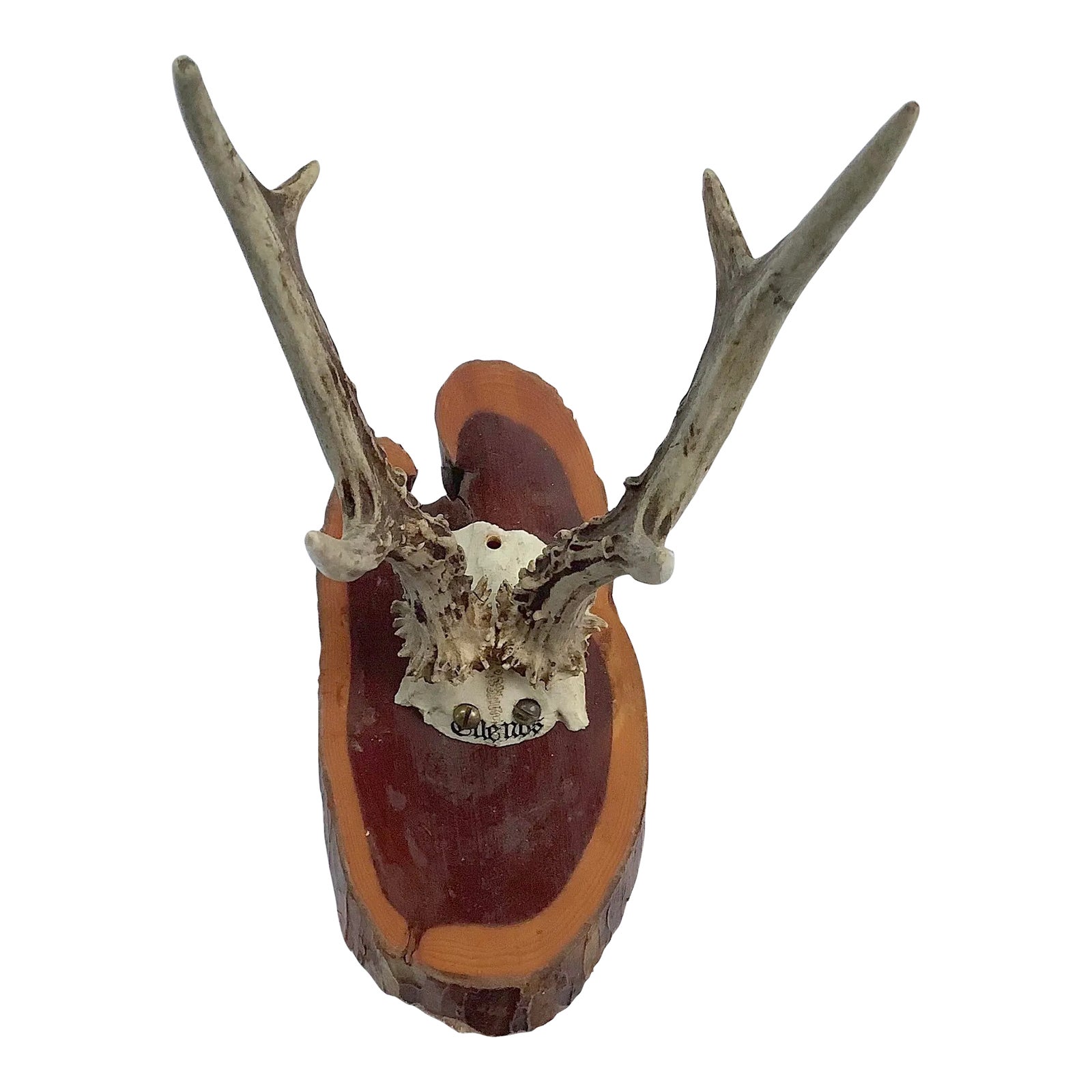 Black Forest Roe Mount | Chairish