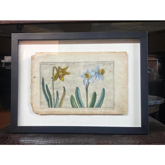 Antique Botanical Narcissus From Hortus Floridus 1614 Woodcut on Paper ...