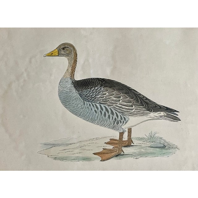 19th C. English Traditional Duck Bookplates -- a Pair | Chairish
