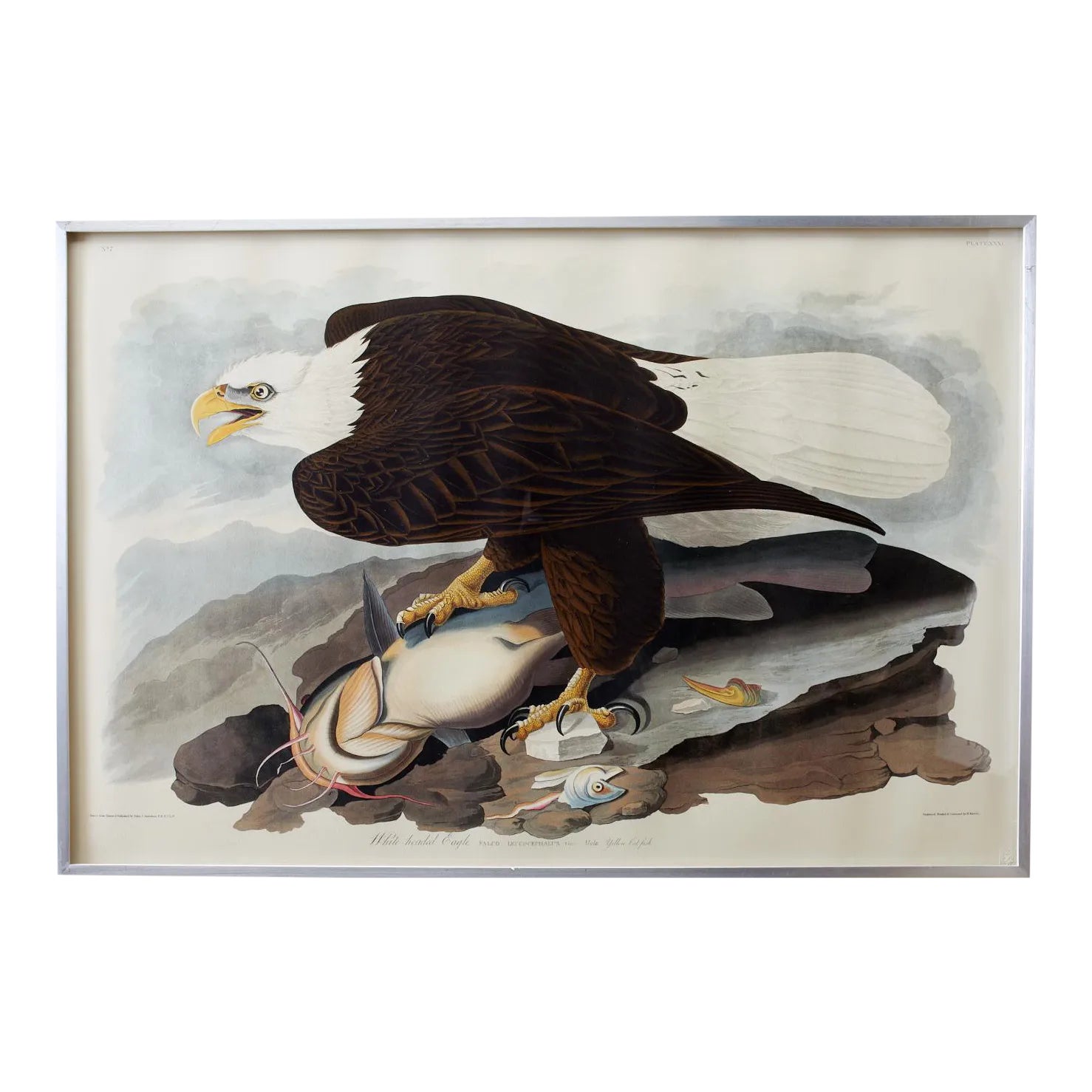 Audubon White-Headed Eagle Plate #31 Framed | Chairish