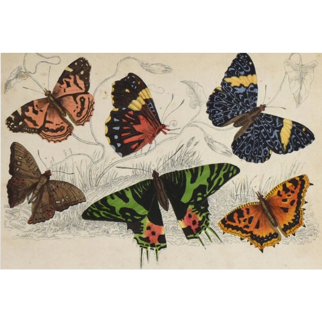 19th Century Hand Colored English Butterfly Engraving by Goldsmith ...