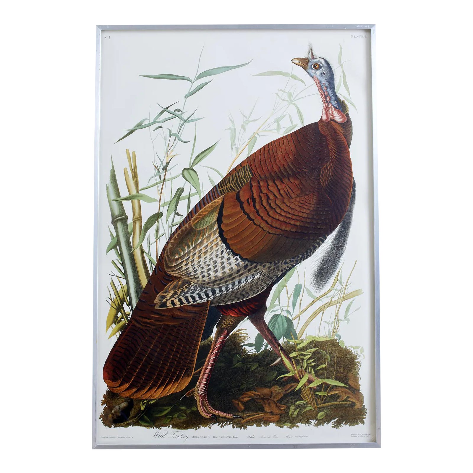 John James Audubon Wild Turkey Plate #1 Havell Oppenheimer Edition ...