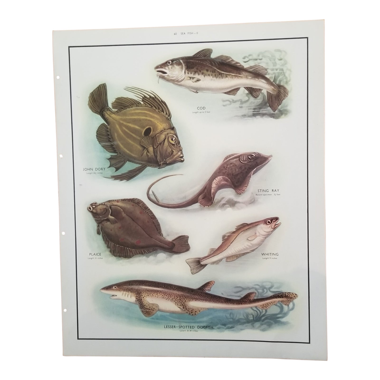 Vintage School Poster of Fish Types | Chairish