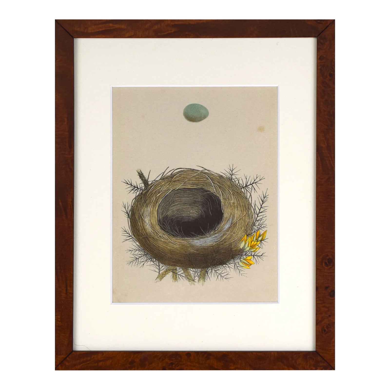 19th C. Francis Morris Bird Nest Woodblock Print 1875 | Chairish