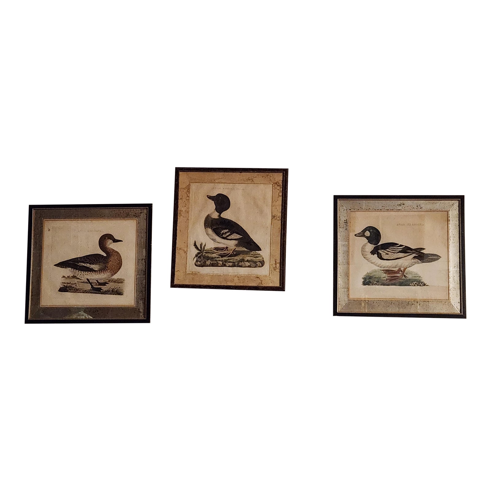 18th Century Set of Three Duck Engraving Prints From the Nederlandsche ...