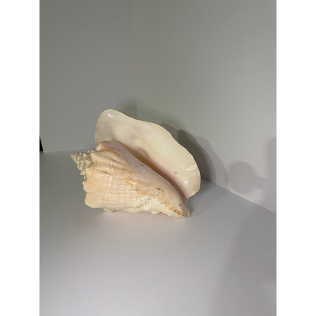 Vintage Caribbean Queen Conch Shell – Bahamas Coastal Style, Circa 1970 ...