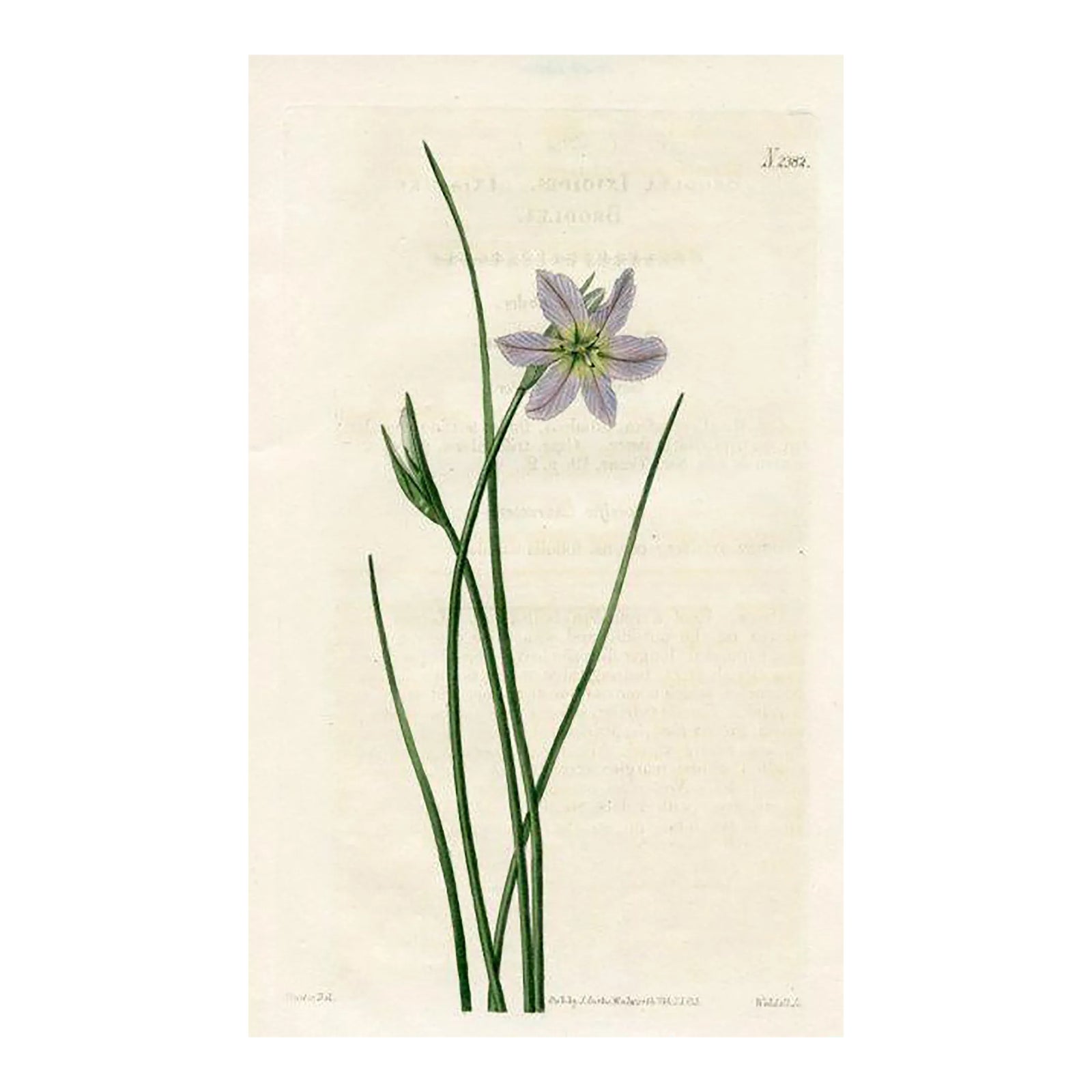1823, Cluster Lily Botanical Print, Curtis's Botanical Magazine ...