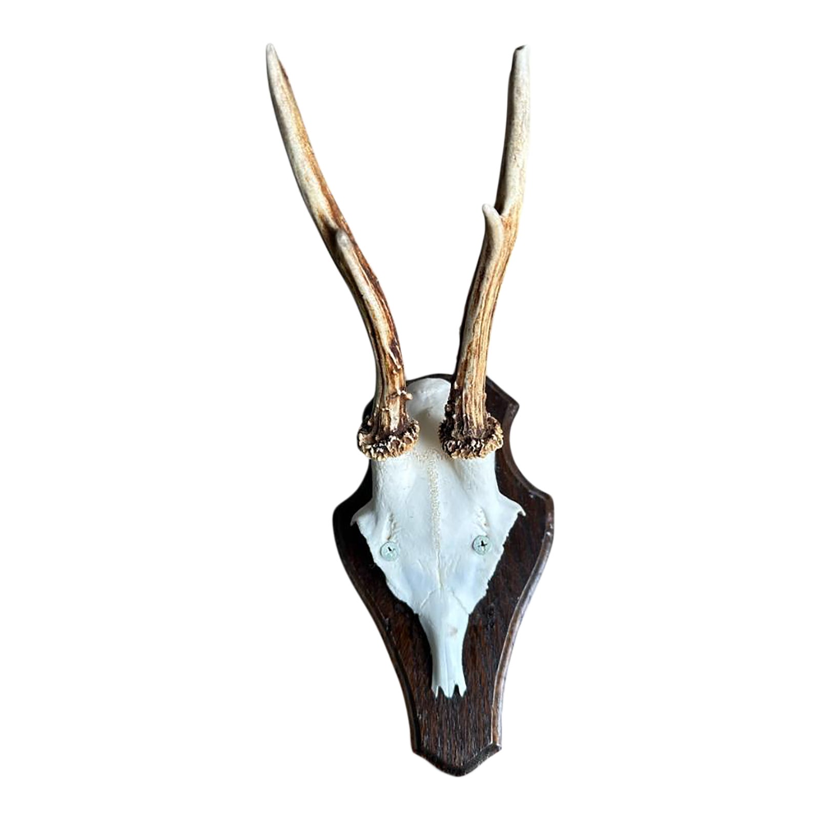 1980s Roe Deer Trophy 19 Black Forest Antlers Mount | Chairish