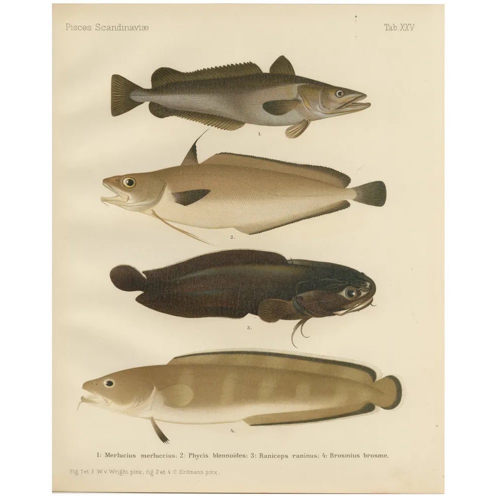 Wilhelm von Wright and C. Erdmann, Hake, Blue Ling, Tadpole Fish, and ...
