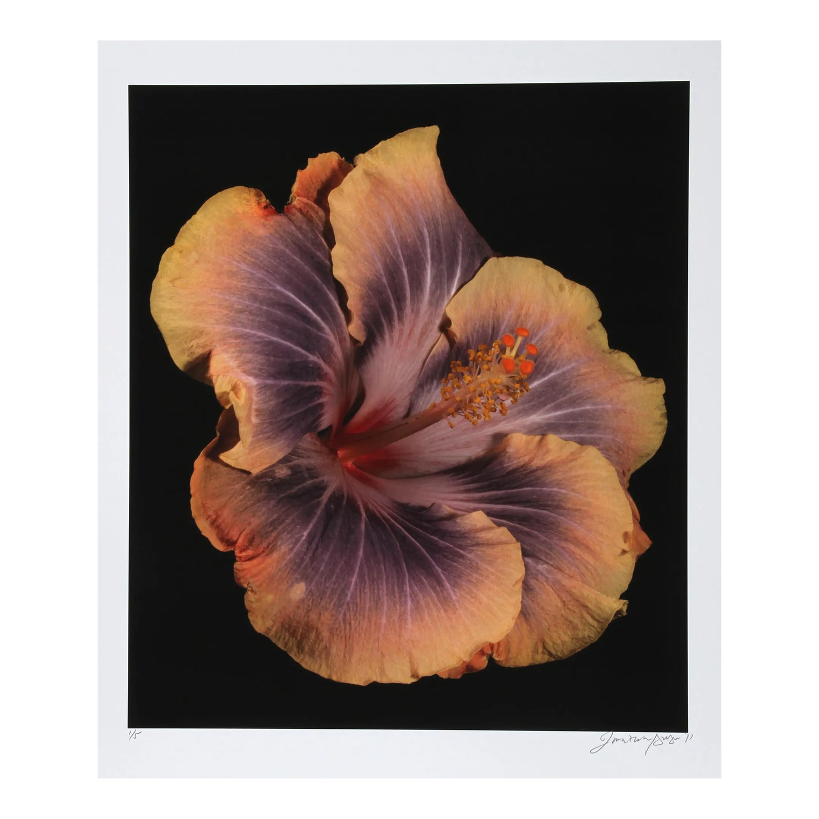 Hibiscus Silver Memory, Jonathan Singer, Photography | Chairish
