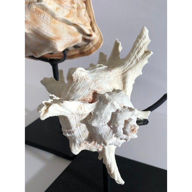 Trio Collection of Large Vintage Seashells on Iron Metal Displays ...