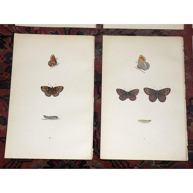 Antique 19th Century Hand Colored Butterfly Lithographs - Set of 6 ...