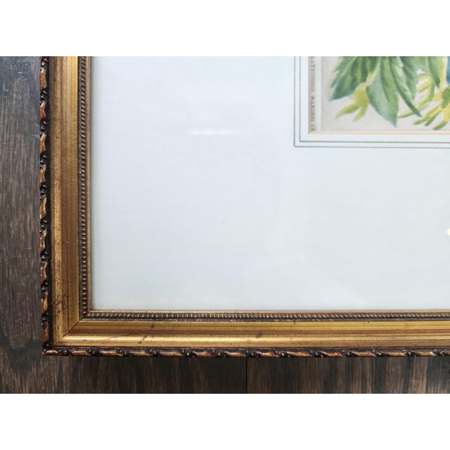 Pair of Gold Framed 1895 Antique Original Botanical Chromolithograph ...