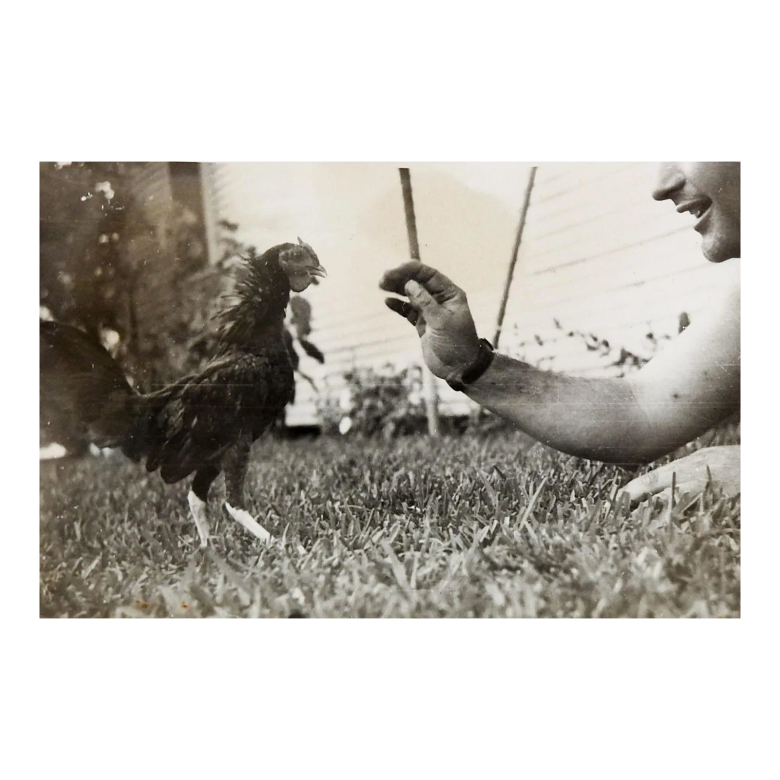 Vintage 1940's Snapshot Rooster & Man Stand Off Out of Frame Photograph ...