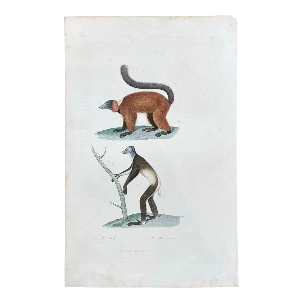 French Antique 18th Century "Le Maki Rouge" Animal Engraving Hand ...