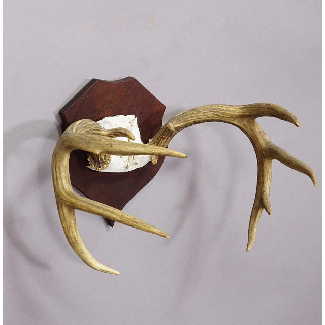 White Tailed Deer Trophy Mount on Wooden Plaque Ca. 1900s | Chairish
