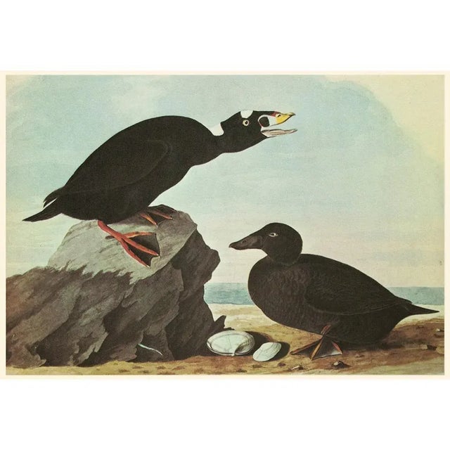 Tufted Puffin and Surf Duck After Audubon, 1966 Cottage Prints | Chairish