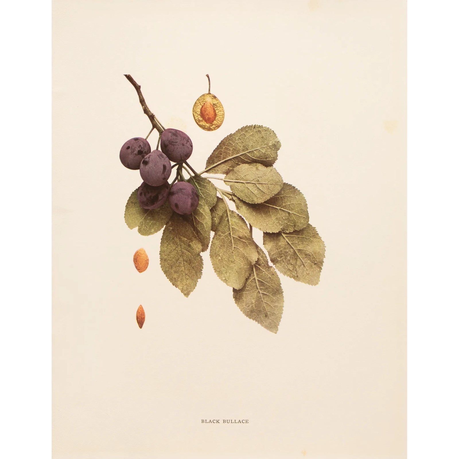 1900s U. P. Hedrick, Original Antique Photogravure of Black Bullace ...