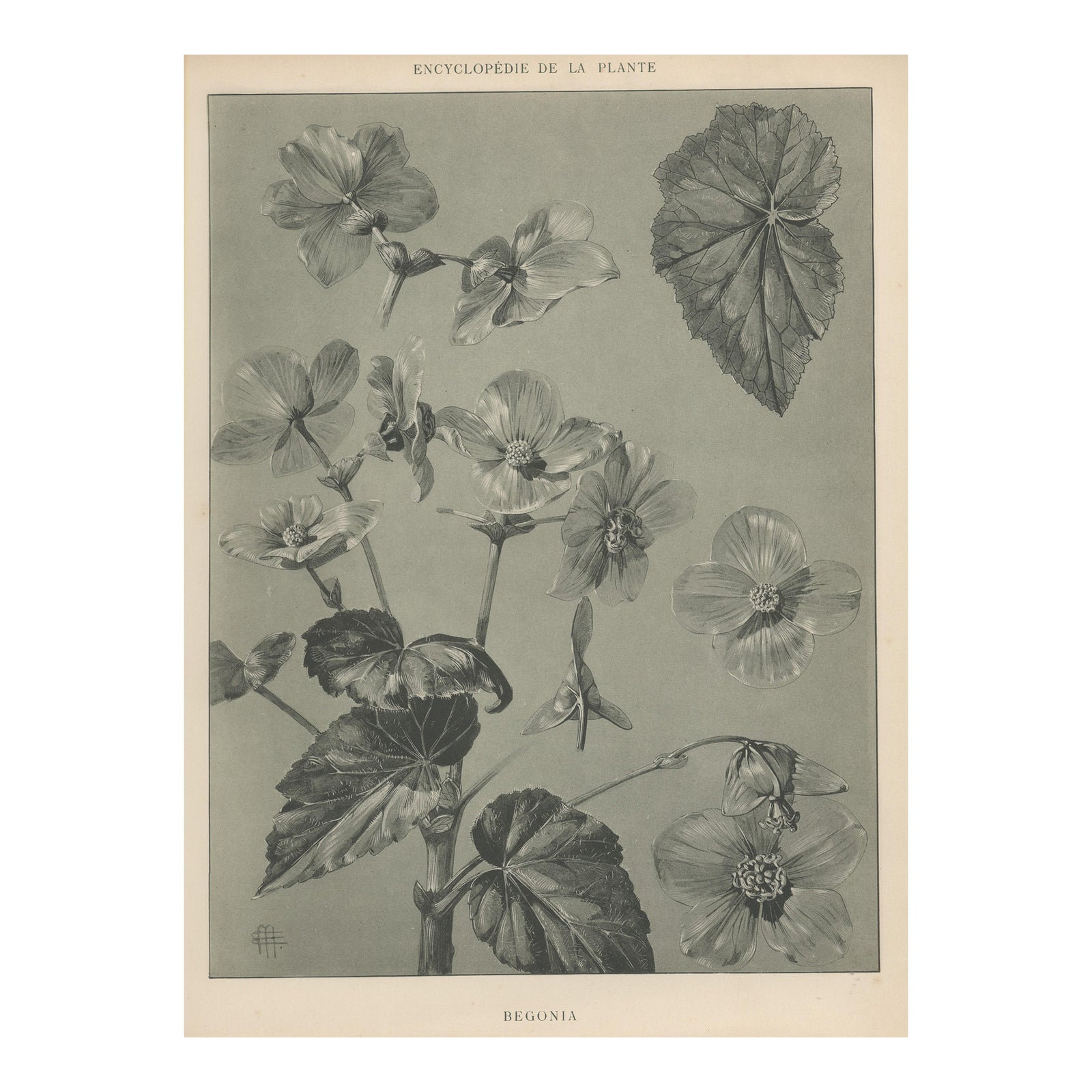 1902 French Botanical Lithograph-Begonia | Chairish