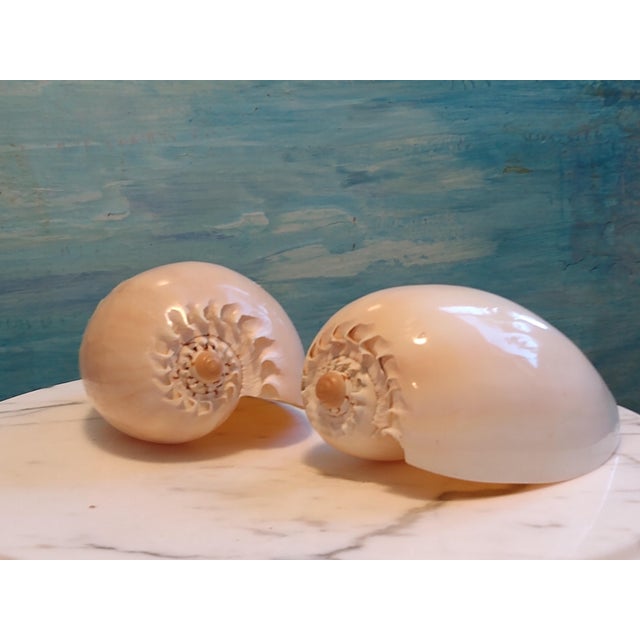 1980s Set of Two "Peche" Melon Volute SeaShells | Chairish