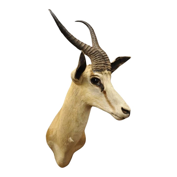 Vintage Cape Springbok Shoulder Mount Taxidermy Horn Antlers Wall Decor ...