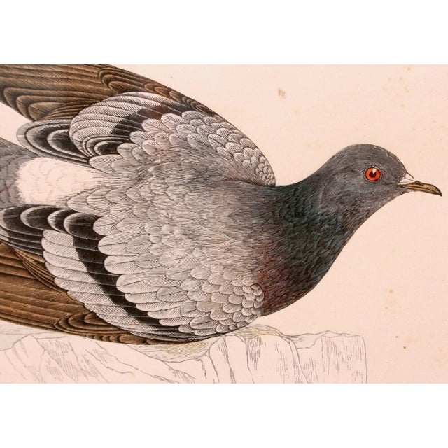 Circa 1870 Woodblock Print "Rock Pigeon" by Alexander Francis Lydon ...
