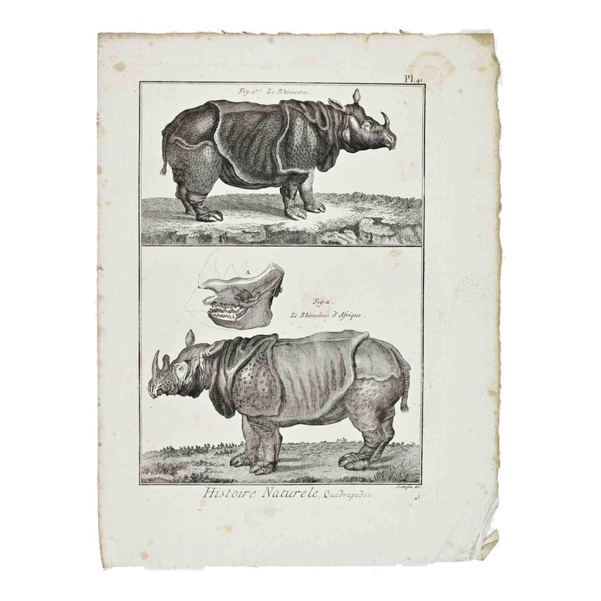 Jacques de Sève, The Rhinoceros The African Rhinoceros, 1700s, Etching ...