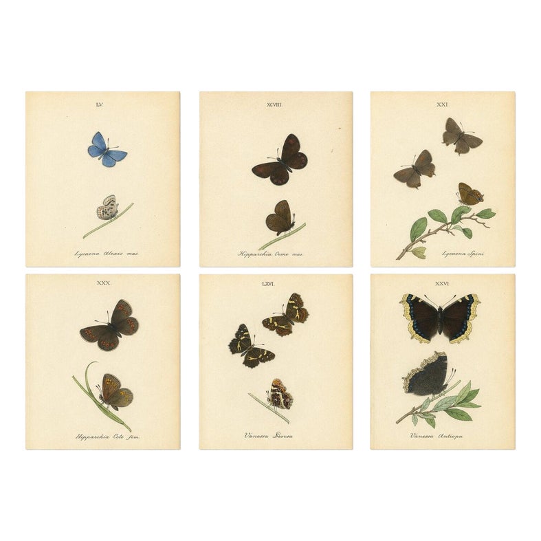 William Home Lizars, Cabinet-Size Butterfly Jewel-Tone Species, 1835 ...