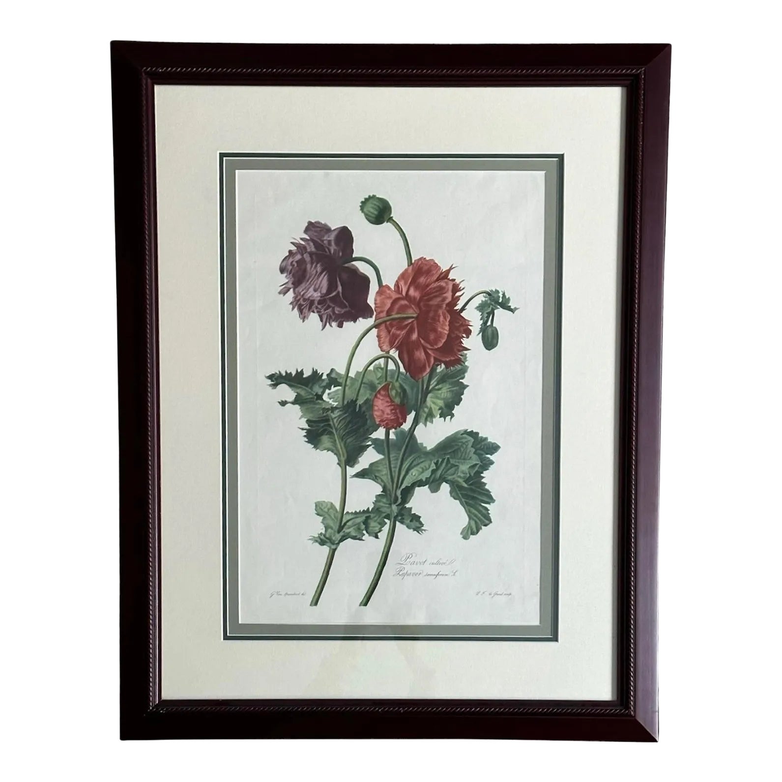 Antique Botanical of Poppy Flowers 19th C. Chromolithograph Poppy From ...