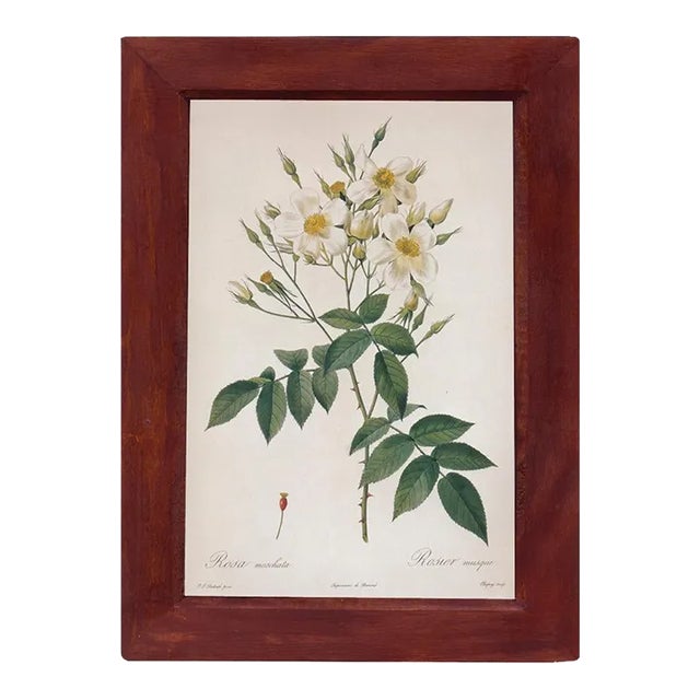 Rosa Moschata Musk Rose Vintage Color Illustration Reproduction Print ...