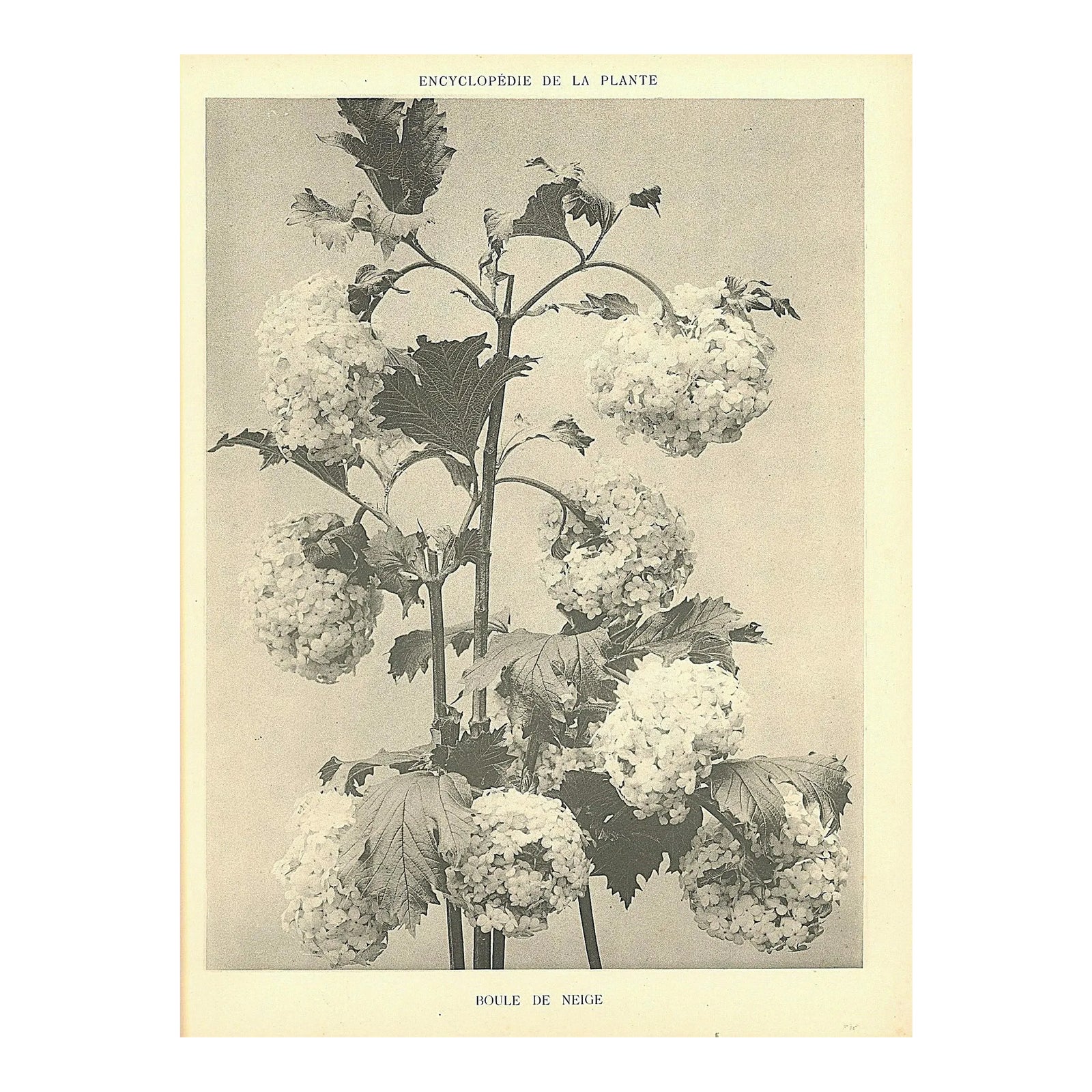 1902 French Antique Botanical Photograph Lithograph-Snow Ball ...