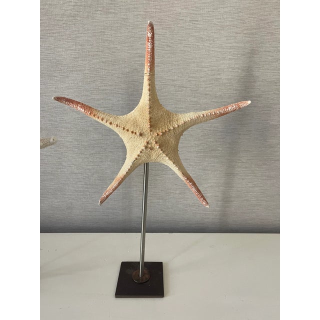 Coastal Boho 3 Sea Stars Sea Shells Specimens on Stands Marine Decor ...