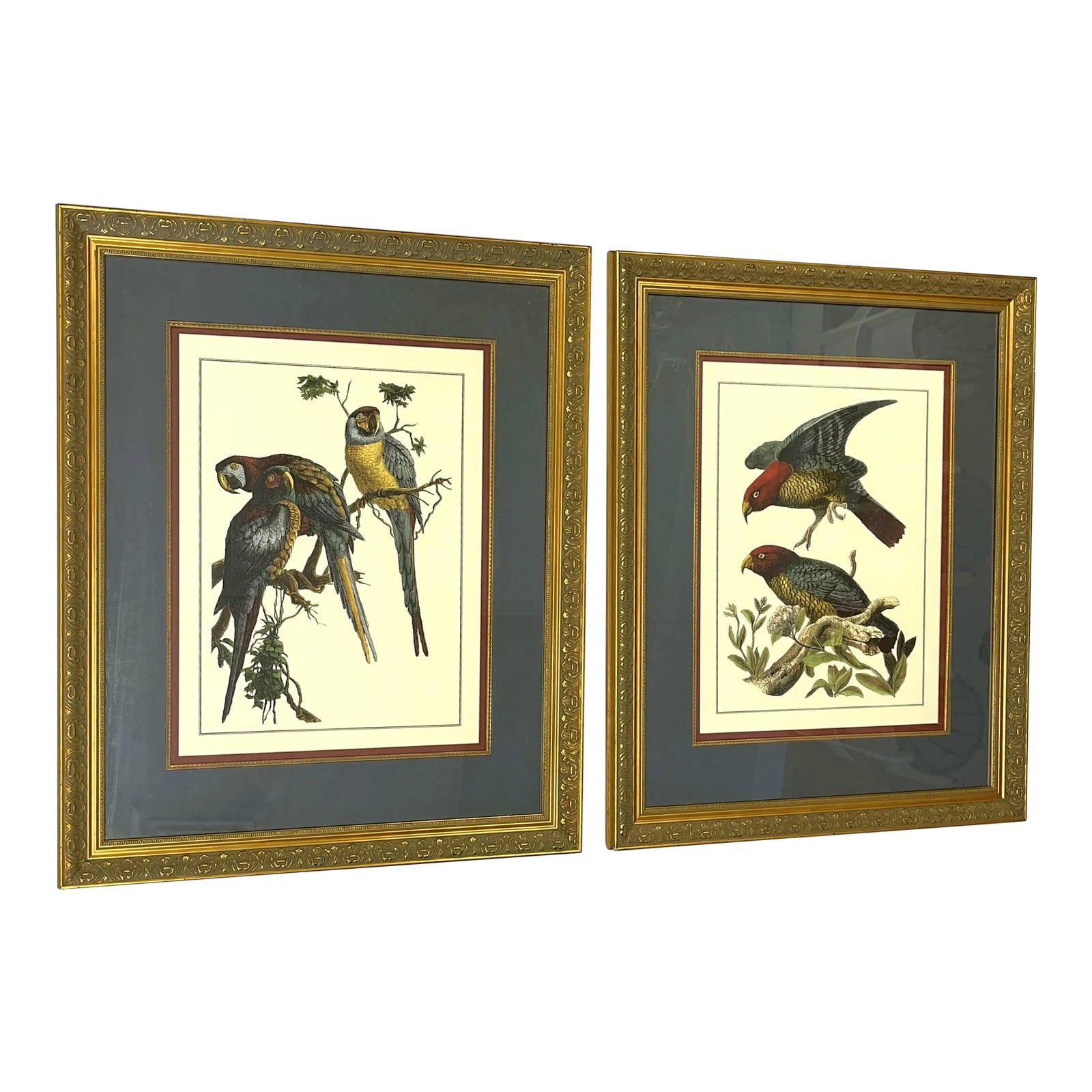 Vintage Pair of Realistic Parrot Prints Framed Under Glass- a Pair ...