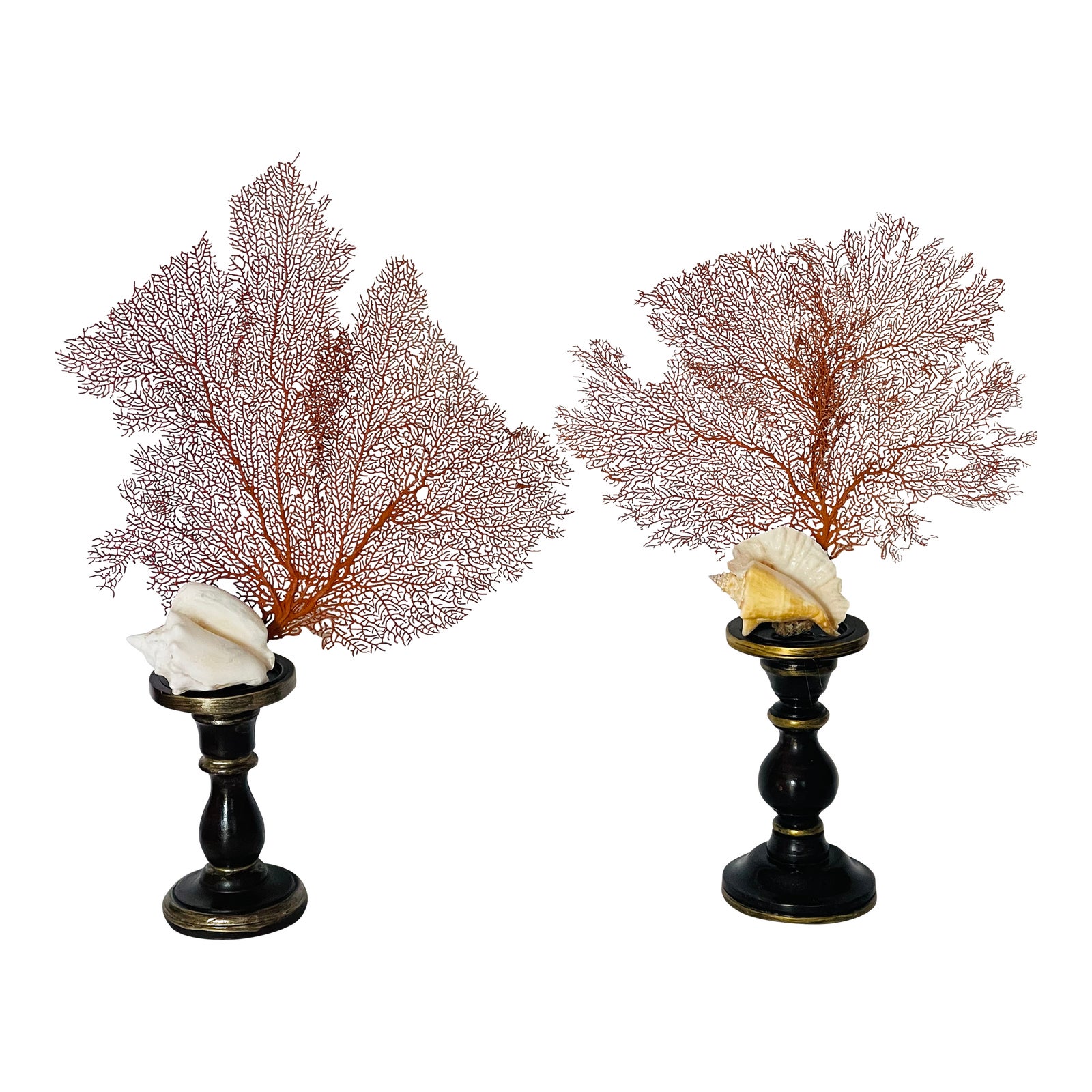 1960s Pair of Sea Fans With Shell on Wood Stands | Chairish