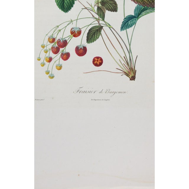 Early 19th Century "Fraisier De Bargemon" (Strawberry of Bargemon ...