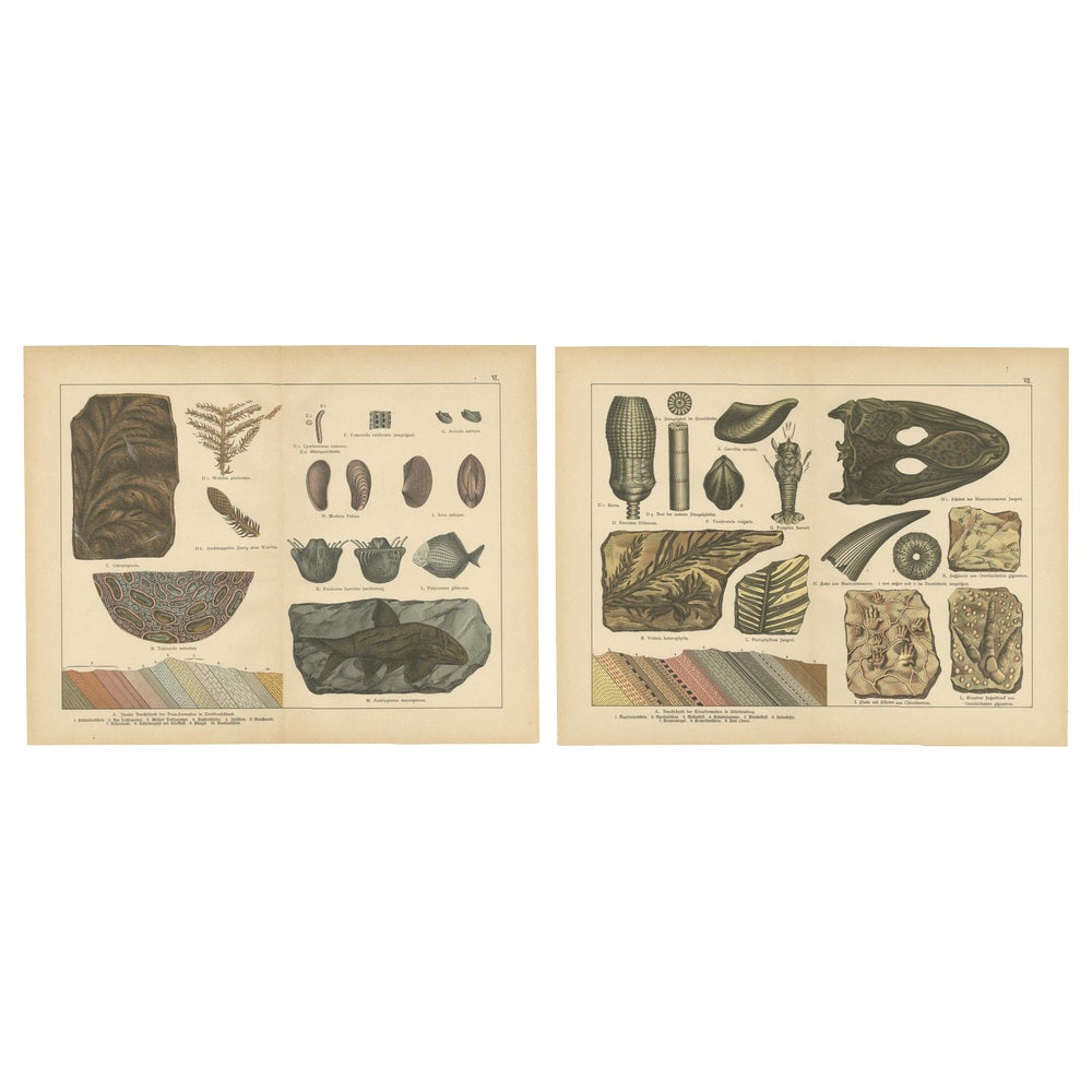 Aeg, Triassic Plant Fossils, 1880, Paper, Set of 2 | Chairish