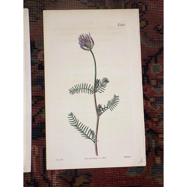 Antique Early 19th Century Hand Colored Copperplate Botanical ...