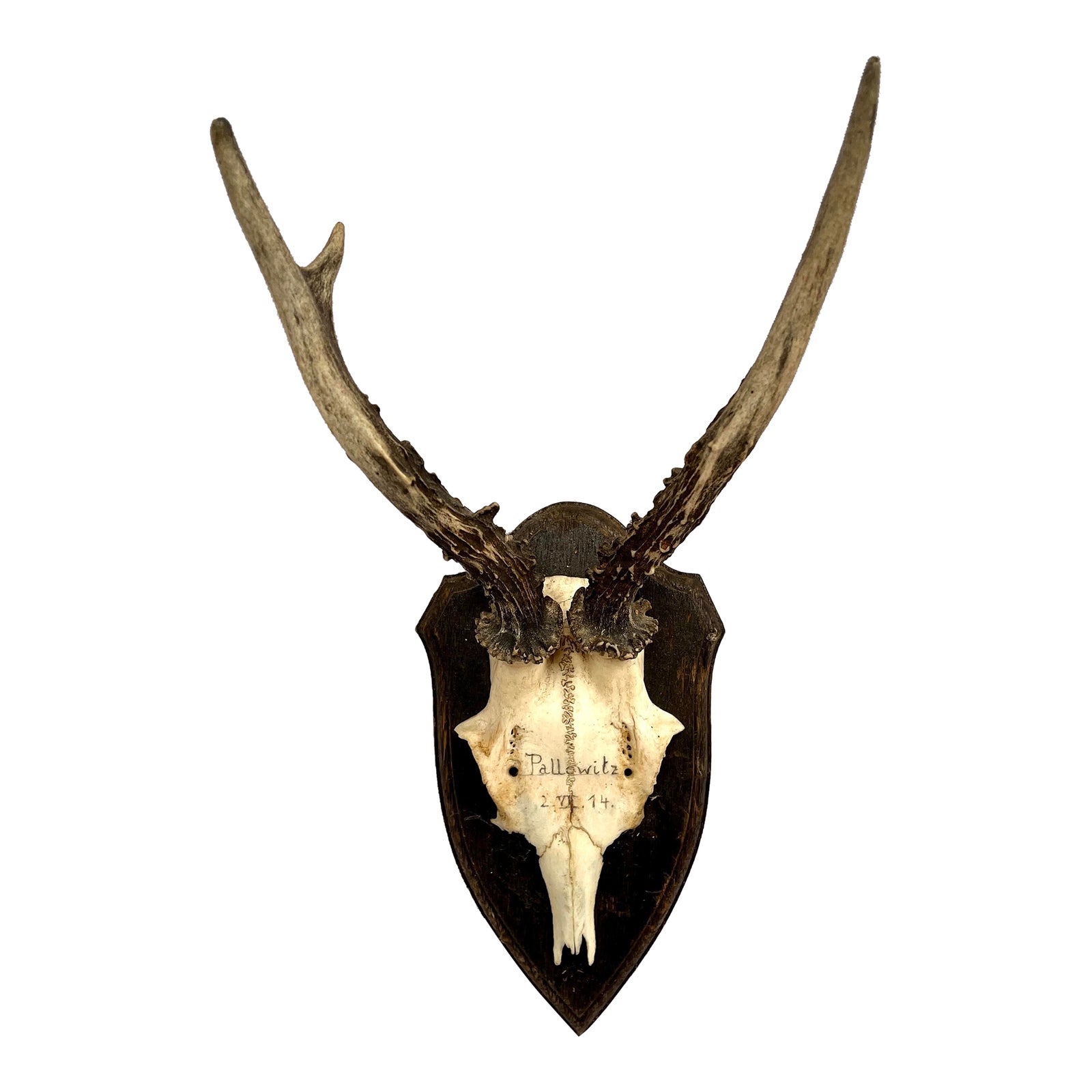 1914 Dated German Roe Deer Antlers on Display Plaque | Chairish