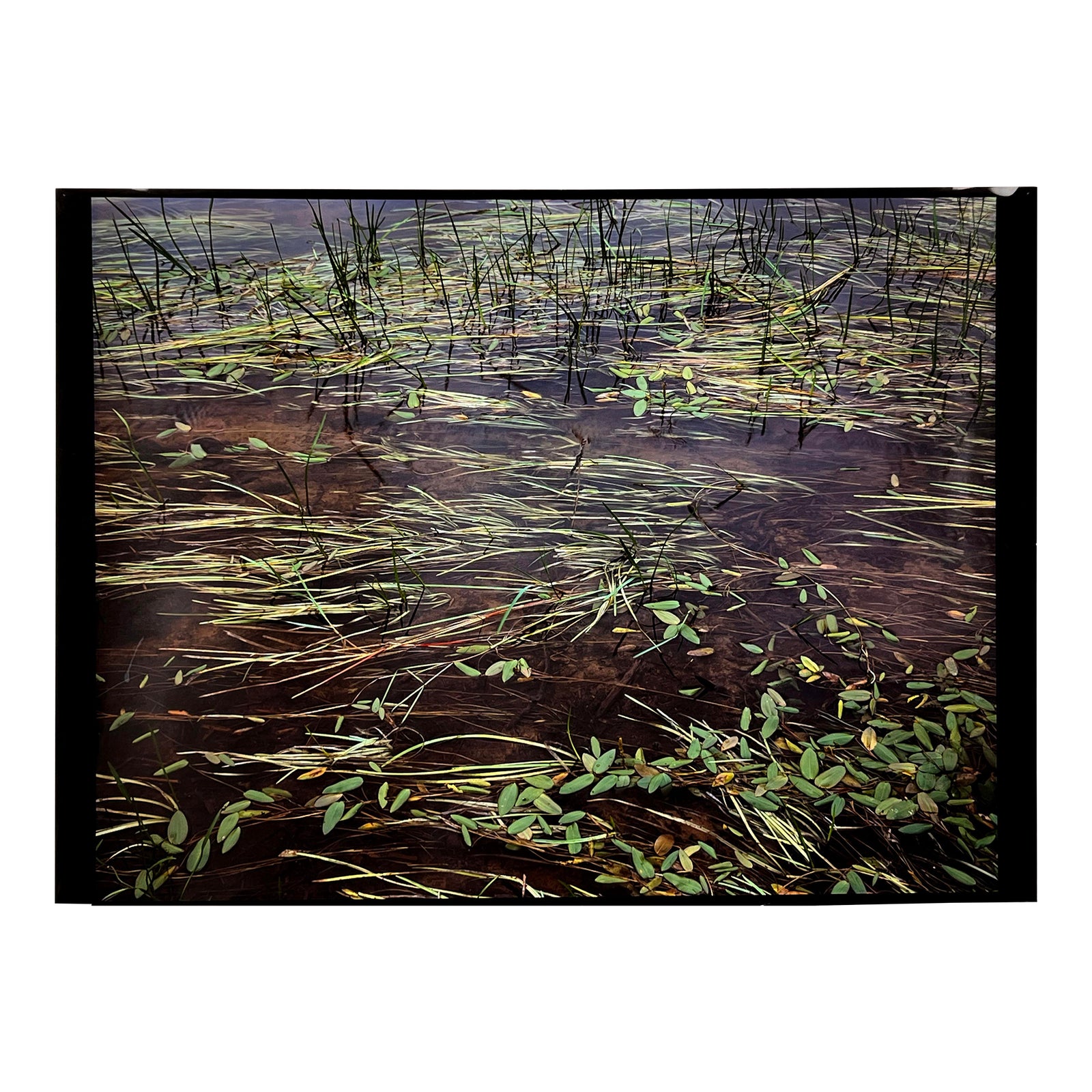 "St. Regis River Grasses" Large Cibachrome Direct Positive Photograph ...