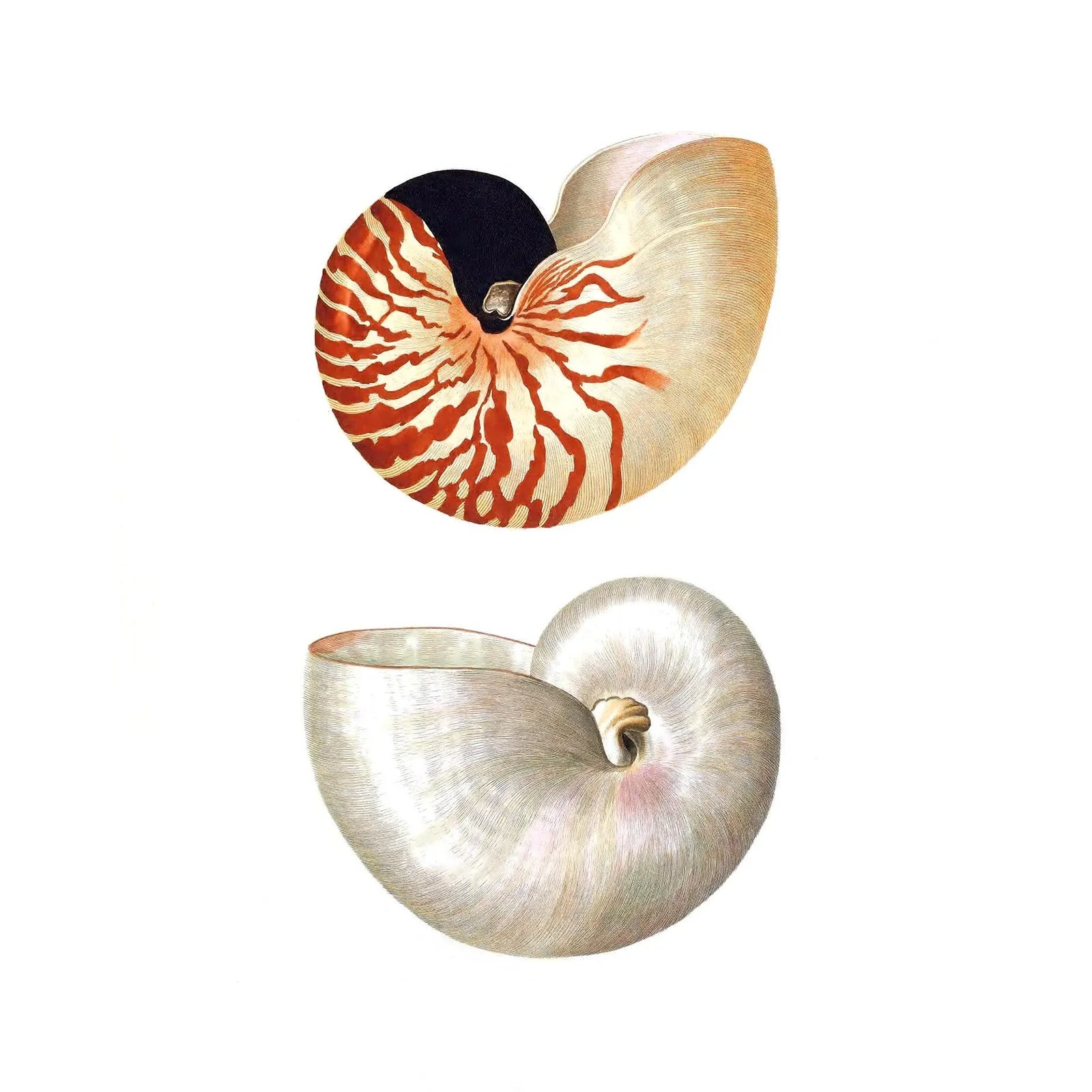 Reproduction Coastal Shells Curiosities Print – 16" X 20" | Chairish